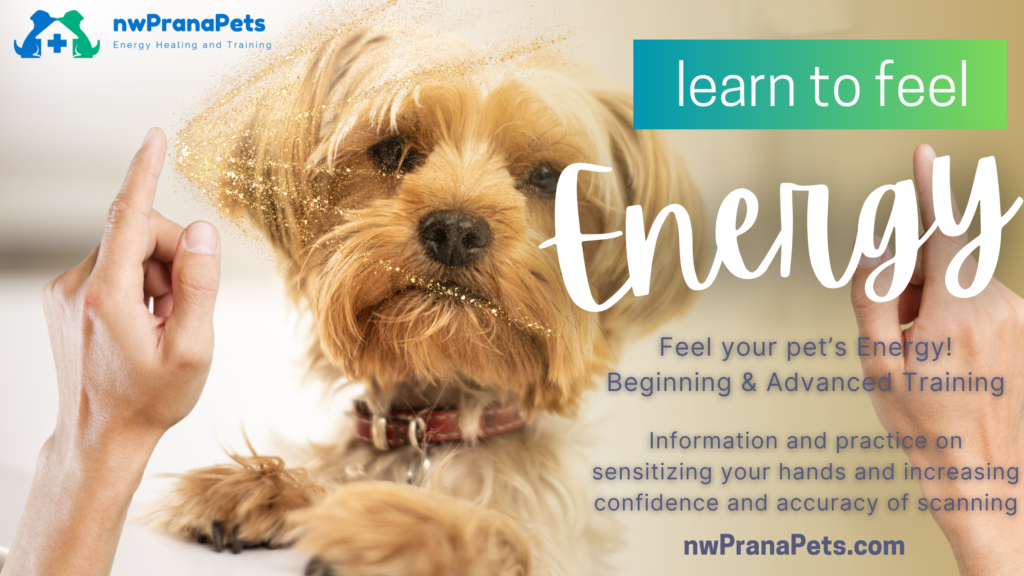 How to Feel Your Pet’s Energy – Beginning workshop | nwPranaPets